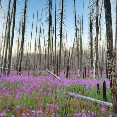 Early Lessons from the Washington Network - Washington Fire Adapted ...