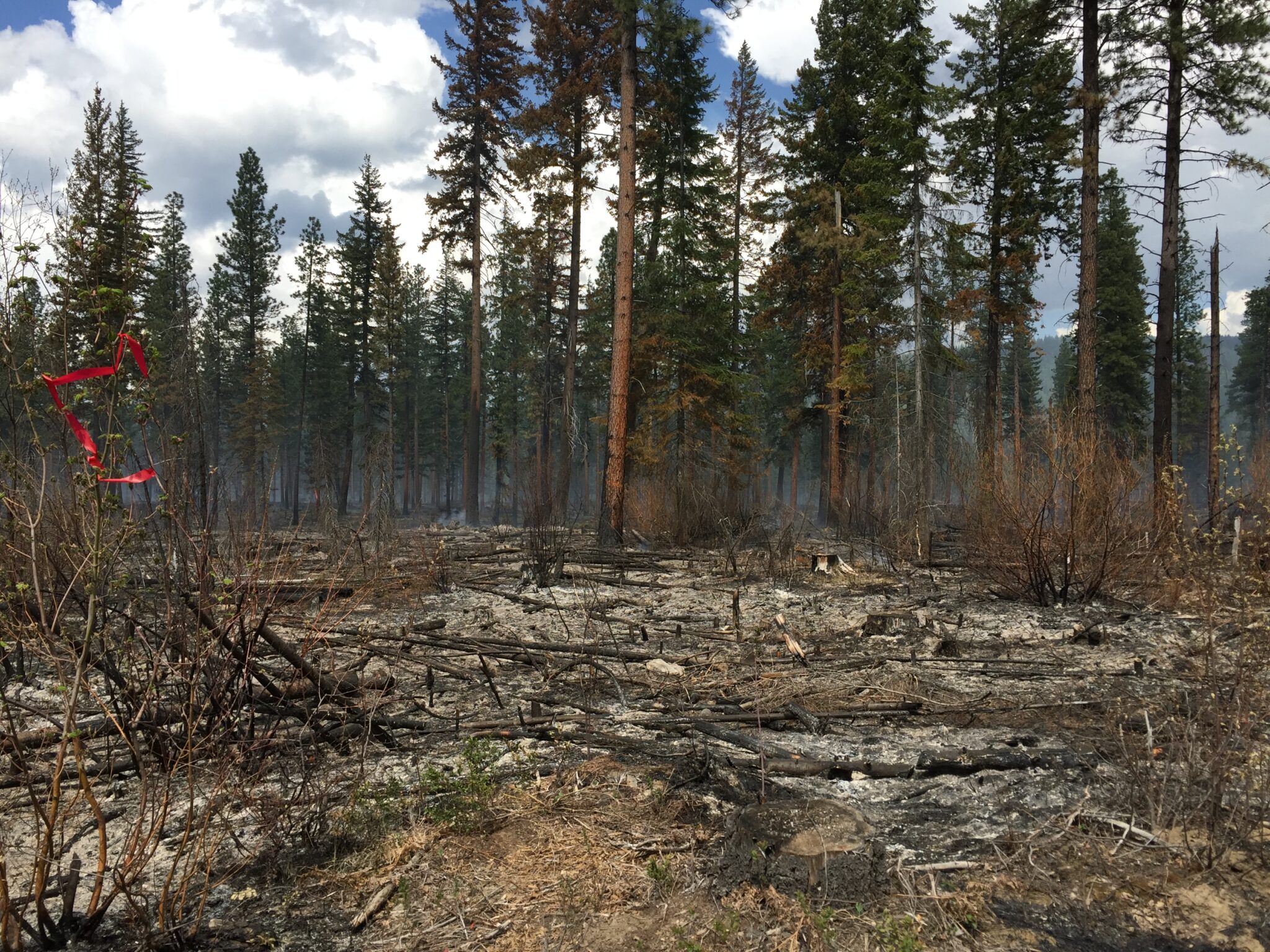 COMMUNITY WILDFIRE PROTECTION PLANS - Washington Fire Adapted ...